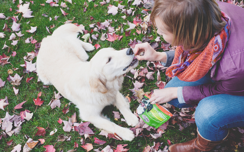 The 5 W’s of Treating Your Dog - PetCurean